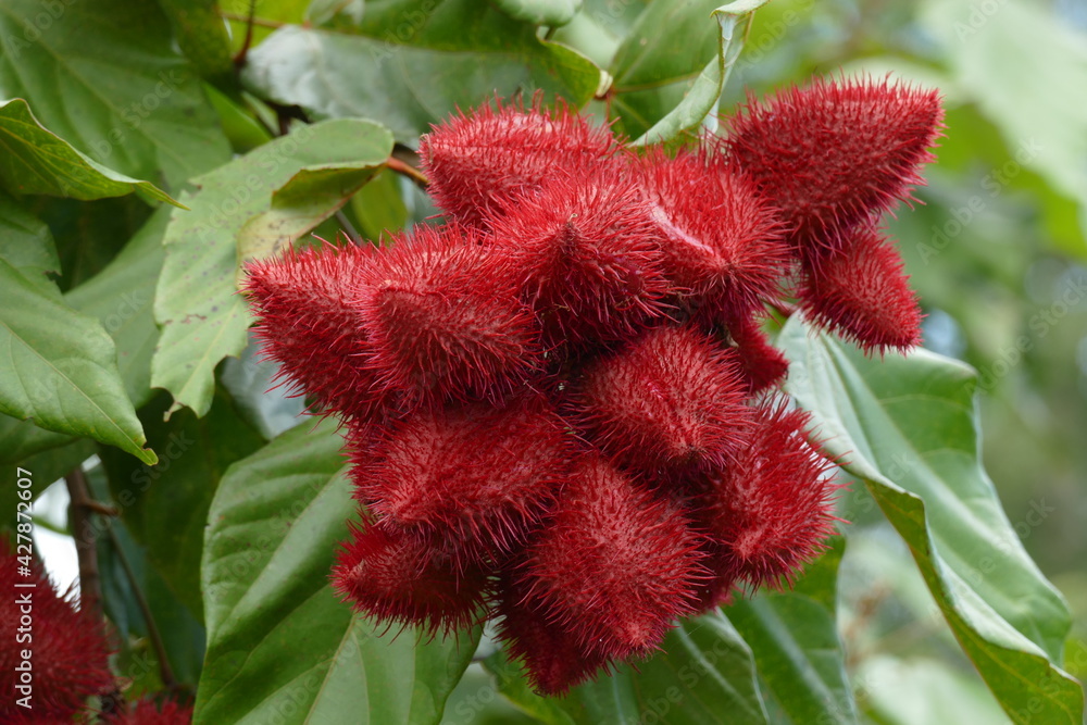 Red fruits of an Urucum tree (bixa orellana, bixaceae family), native ...