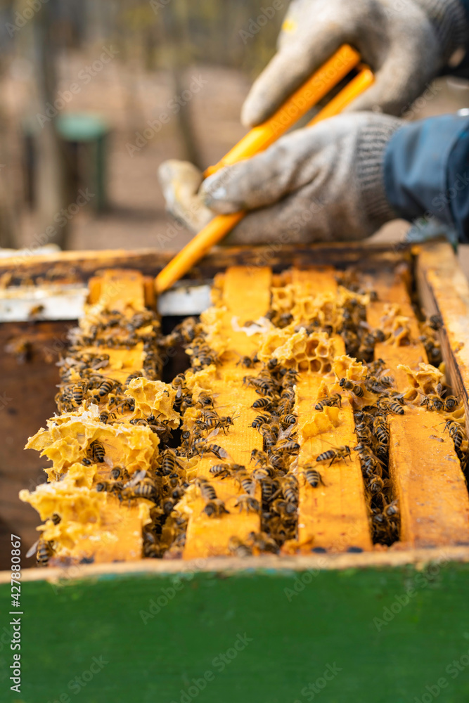 Beekeeper using special tool to remove the bee frame from the green bee ...