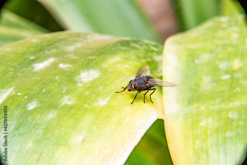 Common house fly in habitable environments Located in an open space ...