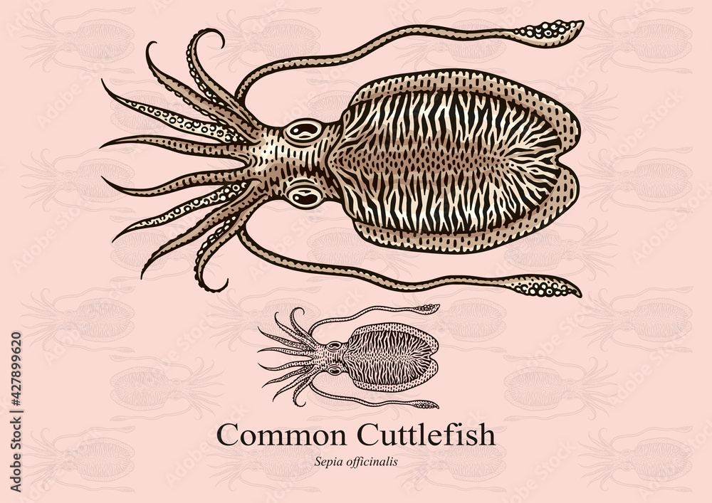 Plakat Common Cuttlefish. Vector illustration with refined details and ...