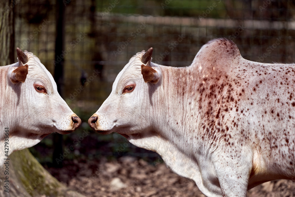 Side view of a white humpback cattle, Bos taurus indicus, with red ...