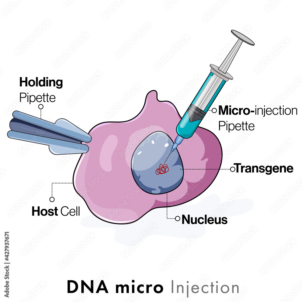 Illustration of DNA microinjection method of gene transfer. Stock ...