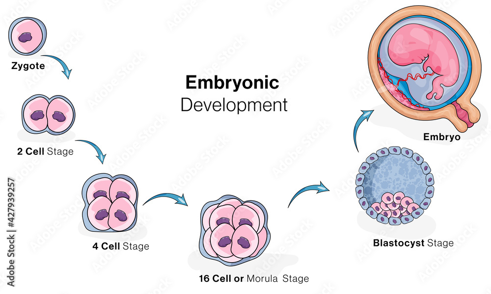 illustration of embryonic development in Human. Stock Vector | Adobe Stock
