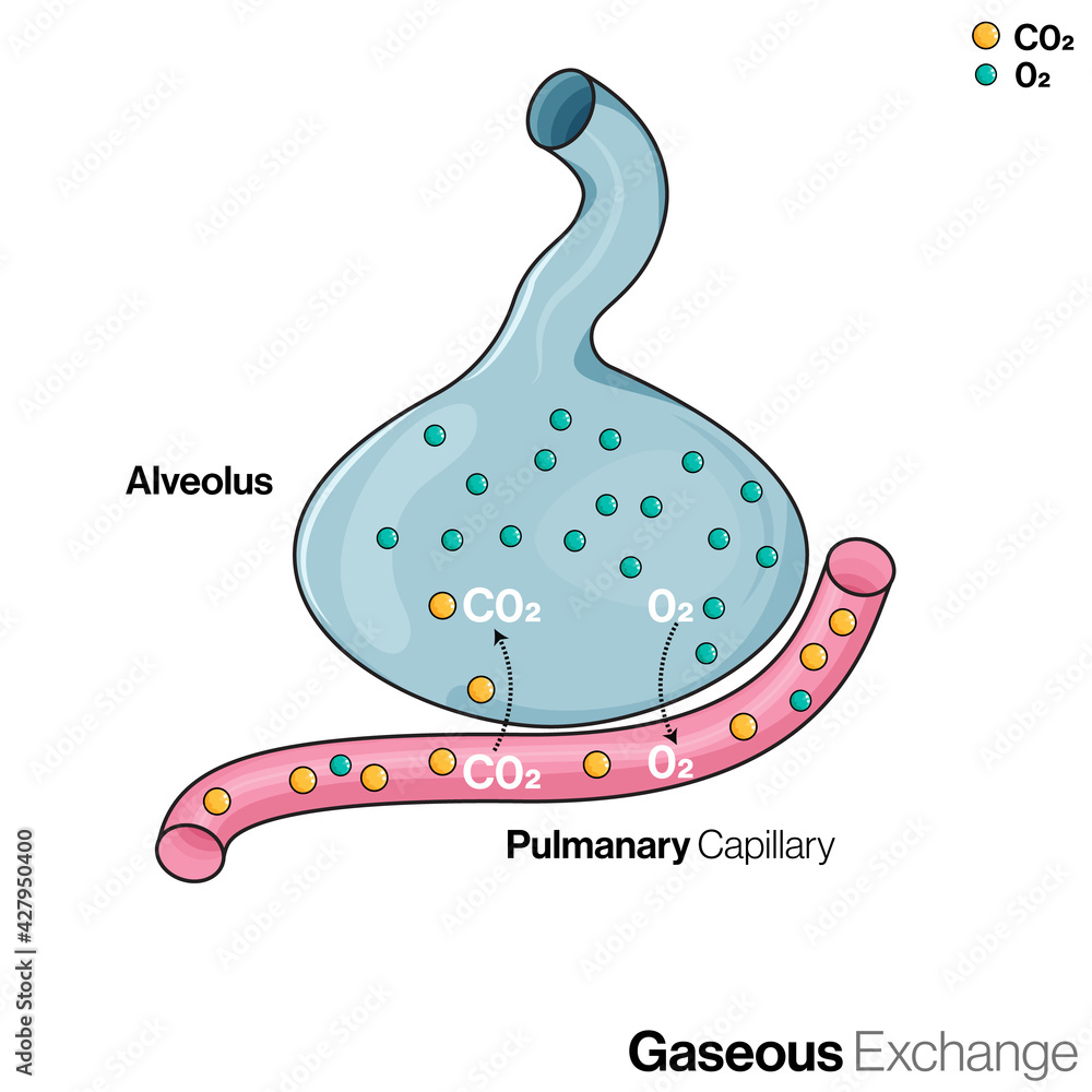 Illustration of gaseous exchange between Alveoli and Blood vessel in ...