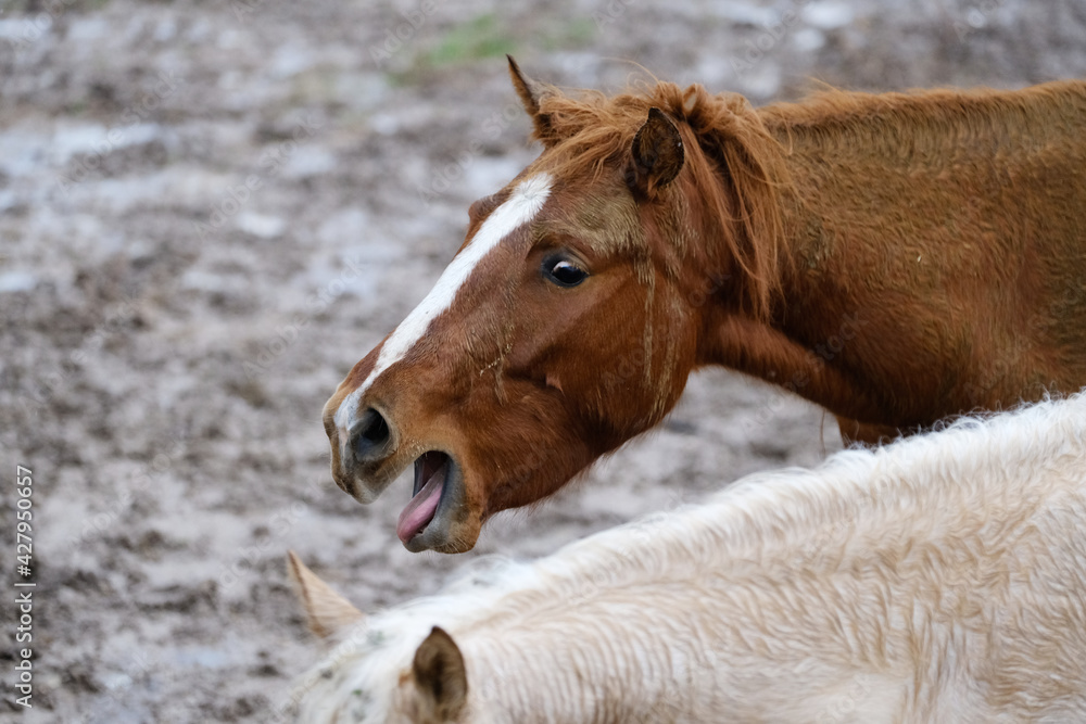 Young horse making funny face with muddy background. Stock Photo ...