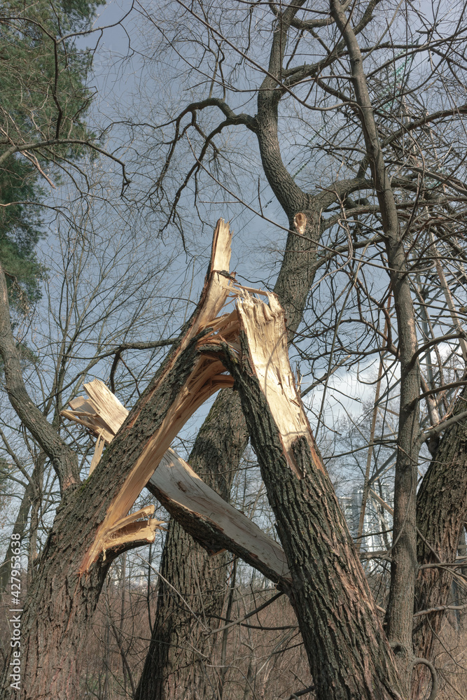 Broken tree after a hurricane. A tree broken by a strong wind Stock ...