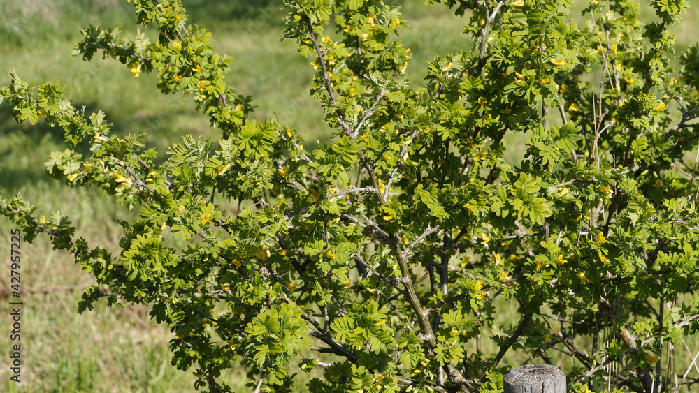 Caragana arborescens | Caraganier de Sibérie ou acacia jaune. Arbuste ...
