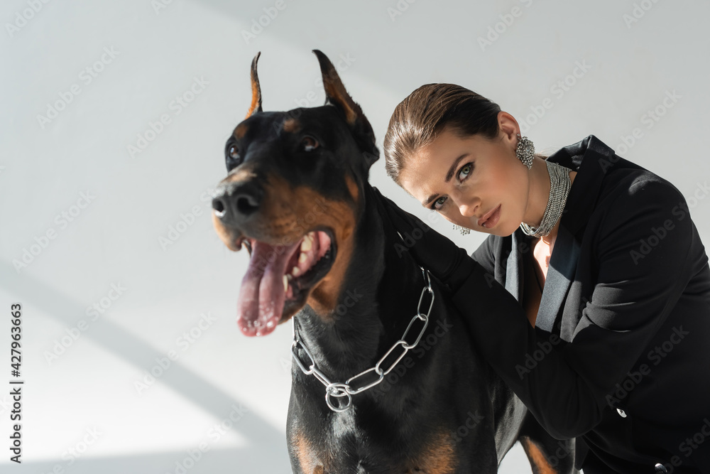 Grey Doberman Puppies