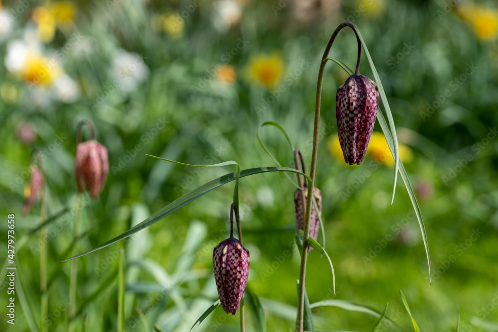 Snake's head fritillary flowers growing wild with other spring flowers ...