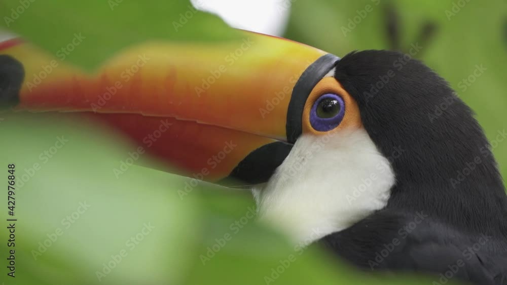 Close up of a toco toucan detailed beak and blue eyes profile standing ...