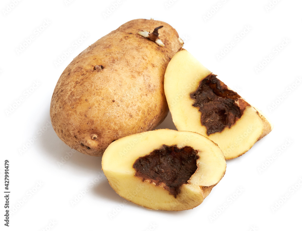 Foto de Blackleg of potato. Disease is caused by Pectobacterium ...