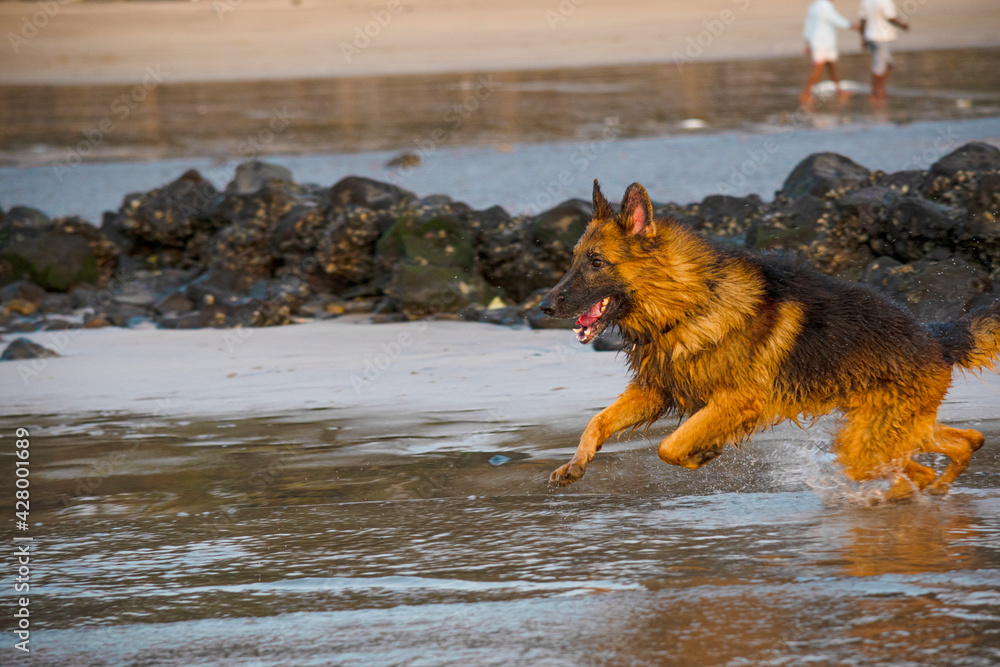 Aggressive, young, playful German shepherd dog playing on beach ...