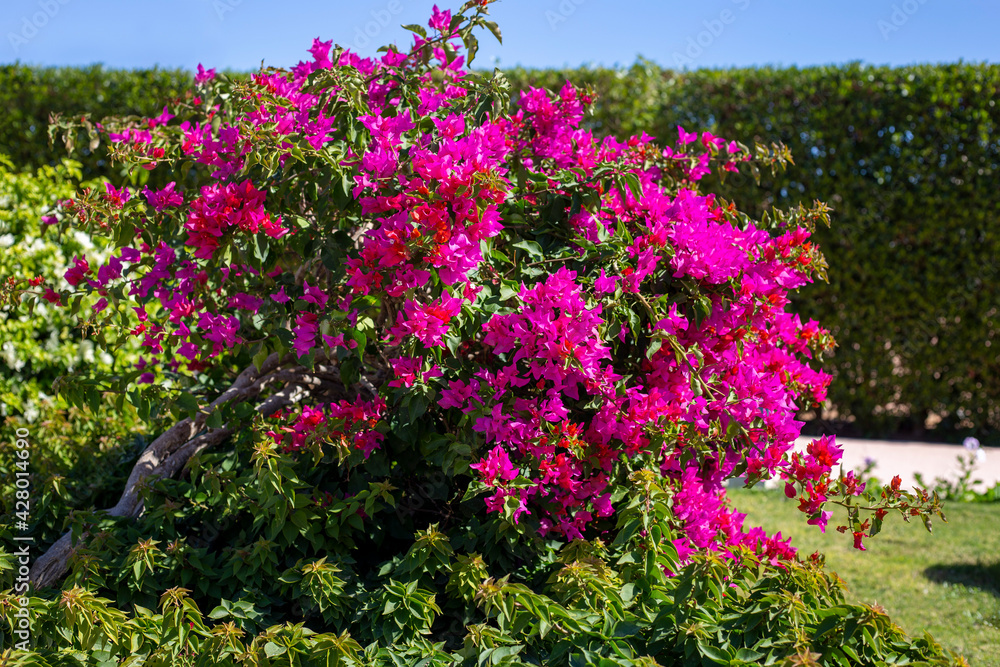 Big bush of pink bougainvillea in the parck. Blooming bougainvillea ...