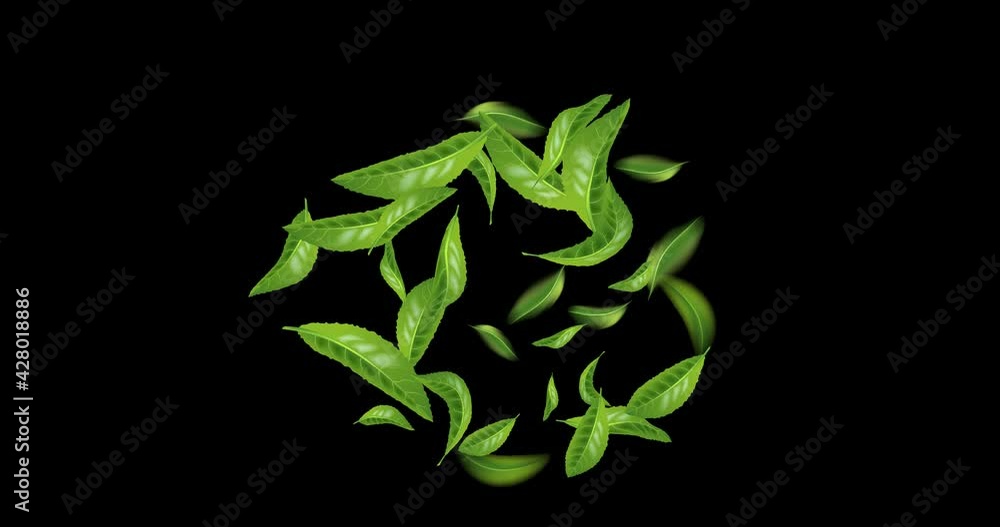 Animated beautiful flying green tea leaf isolated on black background ...
