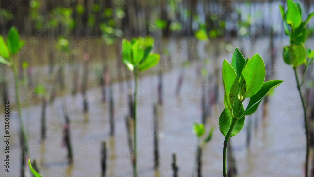 Young plant Mangrove Tree of Mangrove Forest, Mangrove planting ...
