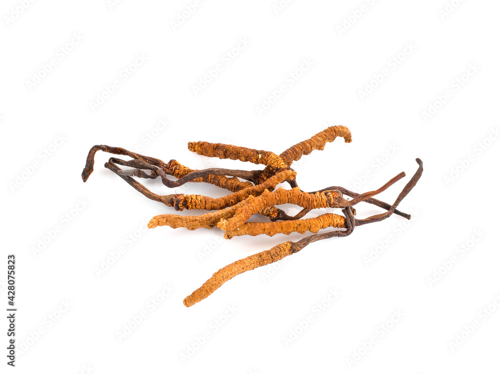Ophiocordyceps Sinensis Chong Cao Dong Chong Xia Cao Or Mushroom