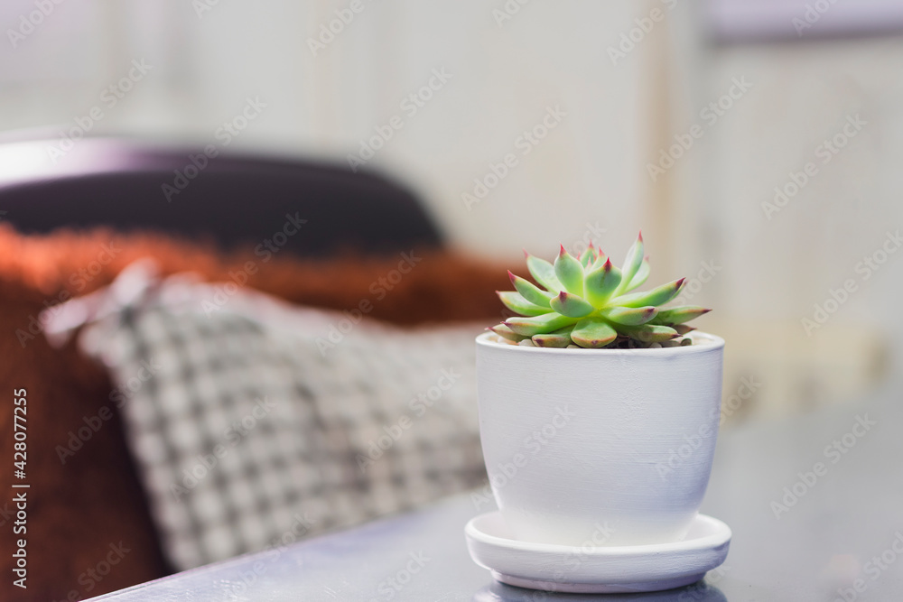 Ornamental trees in a white pot is placed on the office desk. Helps Air ...