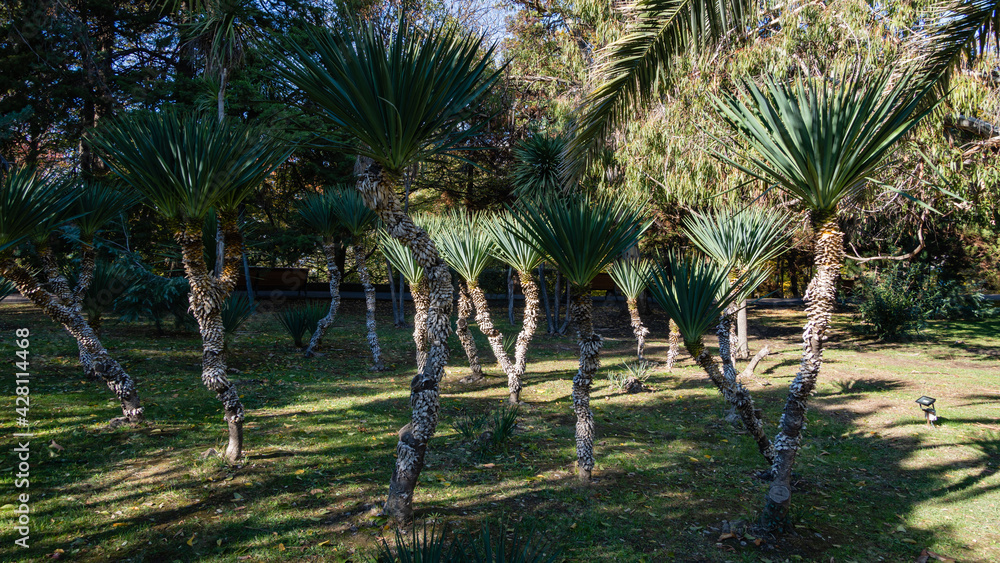 Beautiful green leaves on tall trunks of Yucca gloriosa growing in ...