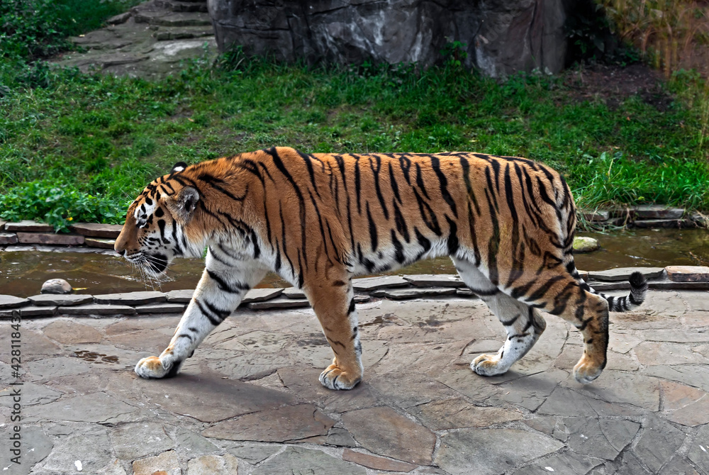 Siberian tiger male running in the enclosure. Latin name - Panthera ...
