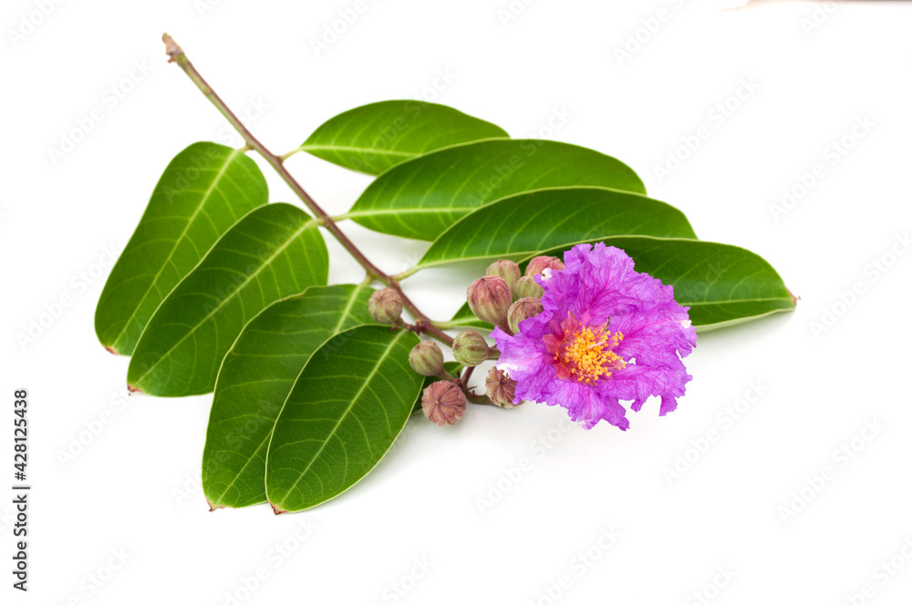 Lagerstroemia speciosa flower isolated on white background. Stock-Foto ...