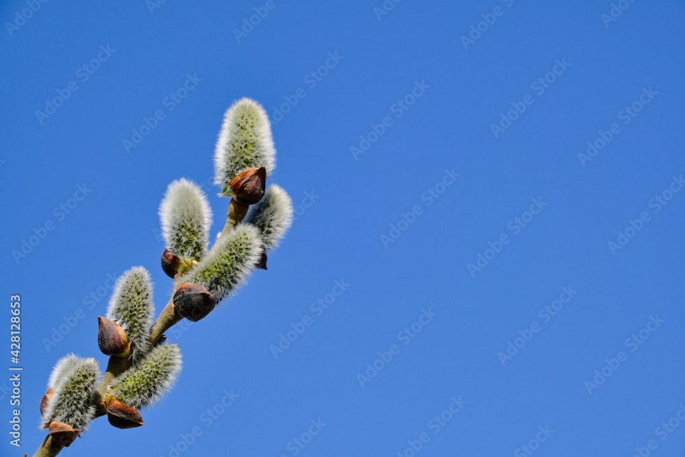 Willow flowers on a branch, blooming pussy willow in the spring forest ...