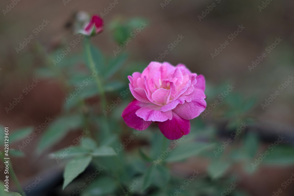 Rosa Kashmir shrub rose, Plant and pink flower Stock Photo | Adobe Stock