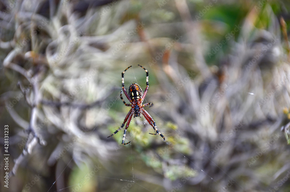 Macro of a red leg spider in a spider web outdoors. Orb weaver arachnid ...