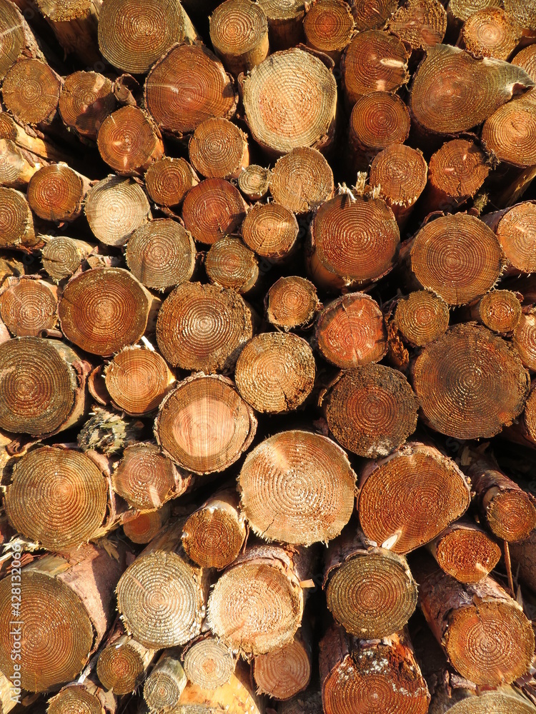 Tas de rondins de bois 1 Stock Photo | Adobe Stock