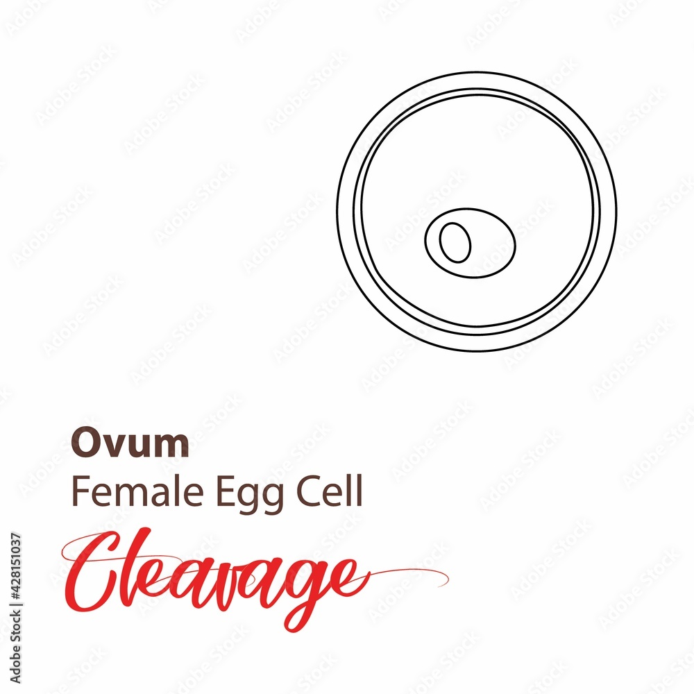 Illustration of a cell stage embryo. Four cell stage icon. Vector ...