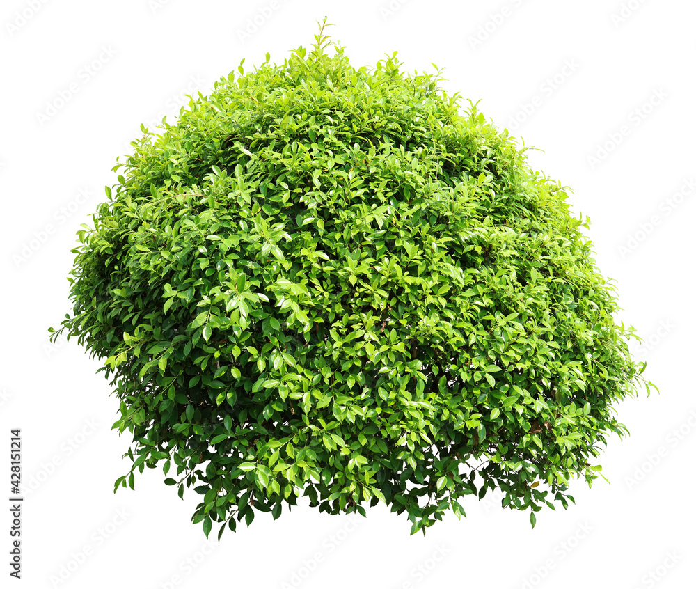 Tropical Flower shrub bush tree isolated plant with clipping path ...