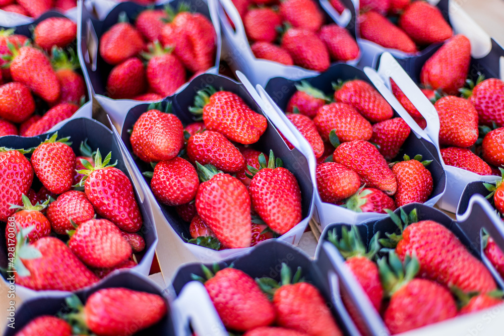 Barquette de fraises à la sortie du champs pendant la récolte dans les ...