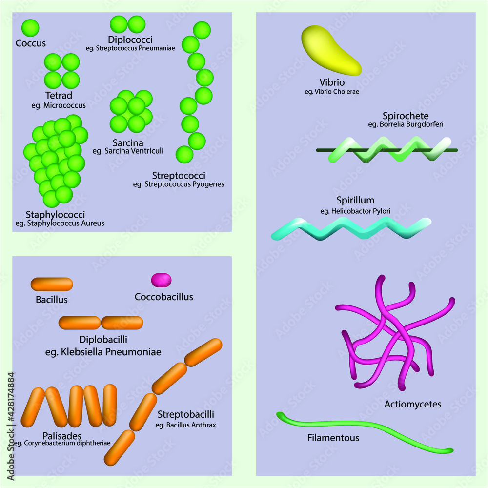 Vetor de Diagram of bacteria shapes and arrangement. Educational poster ...