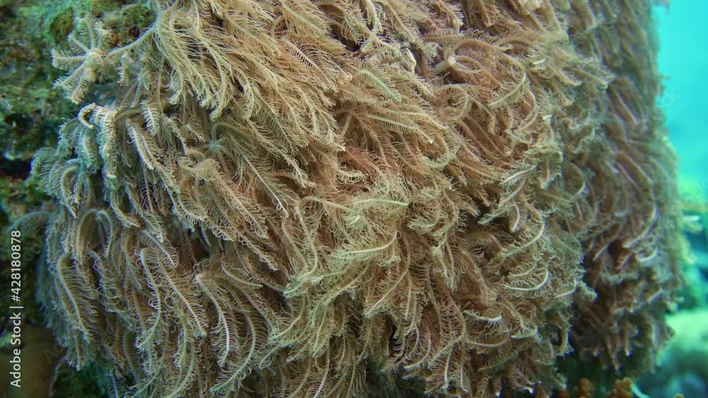 Antelia gray (Anthelia glauca) Up to 20 cm. Small bushes of polyps with ...