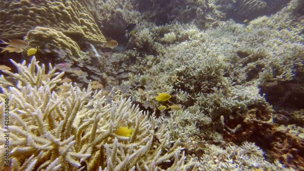Flight over a coral reef with lots of small colorful fish, diving in ...