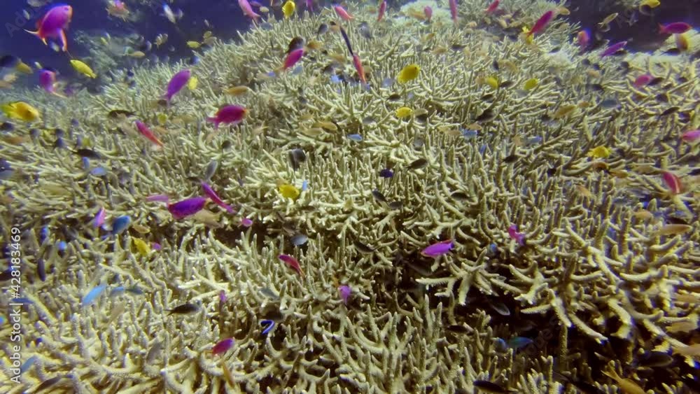 Flight over a coral reef with lots of small colorful fish, diving in ...