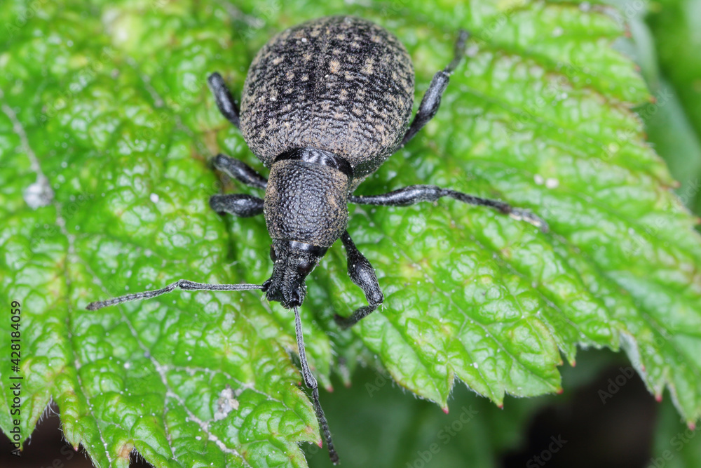 Beetle of Otiorhynchus (sometimes Otiorrhynchus) on a raspberry leaf ...