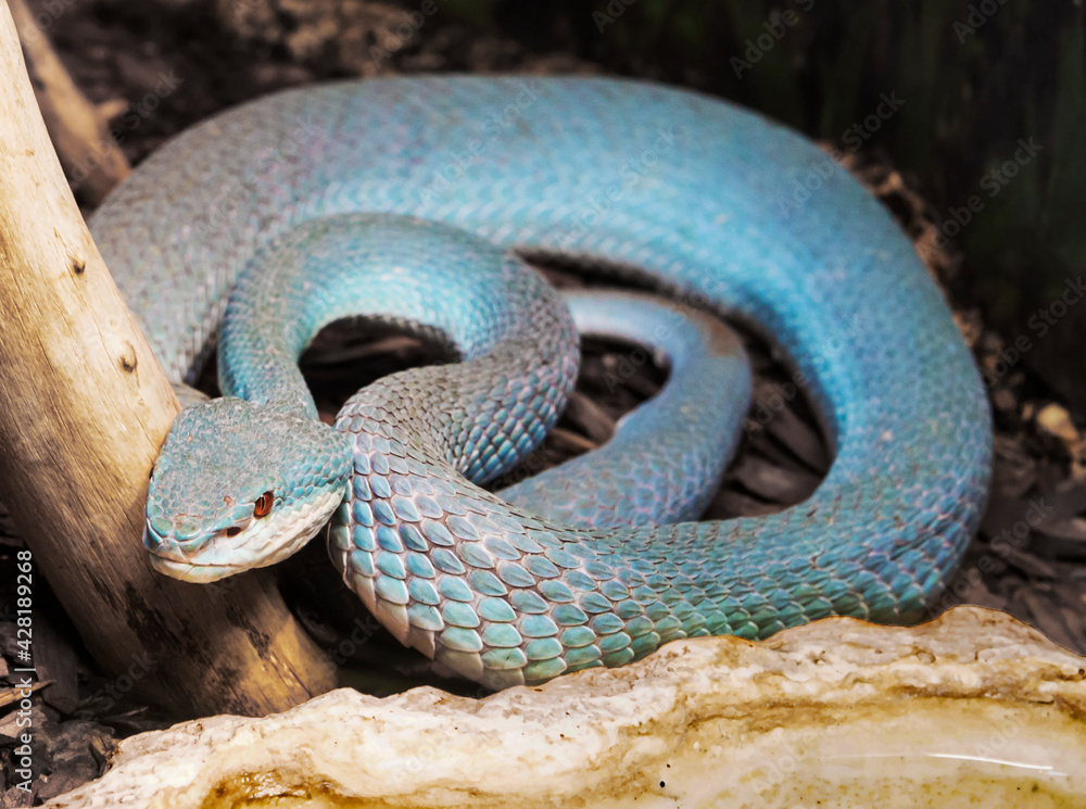 White-lipped island pit viper. This is a very beautiful venomous blue ...