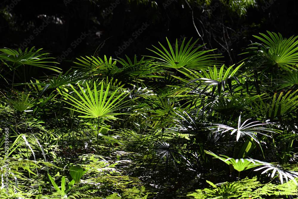 Rainforest Understory Plants