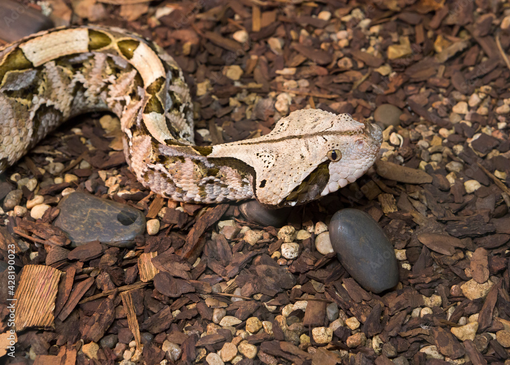 West African Gsboon Viper. One of the most venomous snakes in the world ...