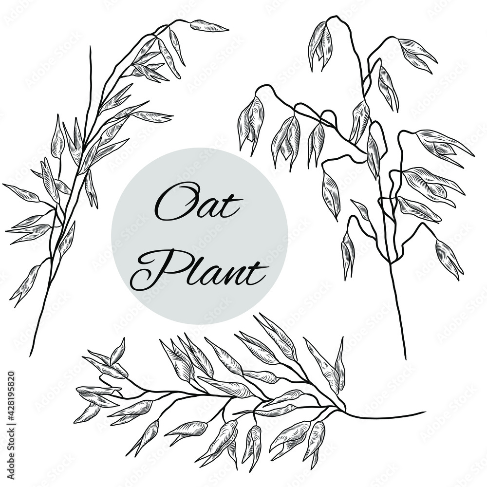 Oat plant branches collection, set of hand drawn illustrations of oat ...