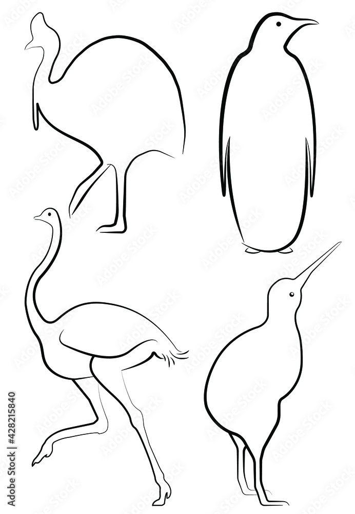 Four kinds of flightless birds outline icons. Vector line ratite ...