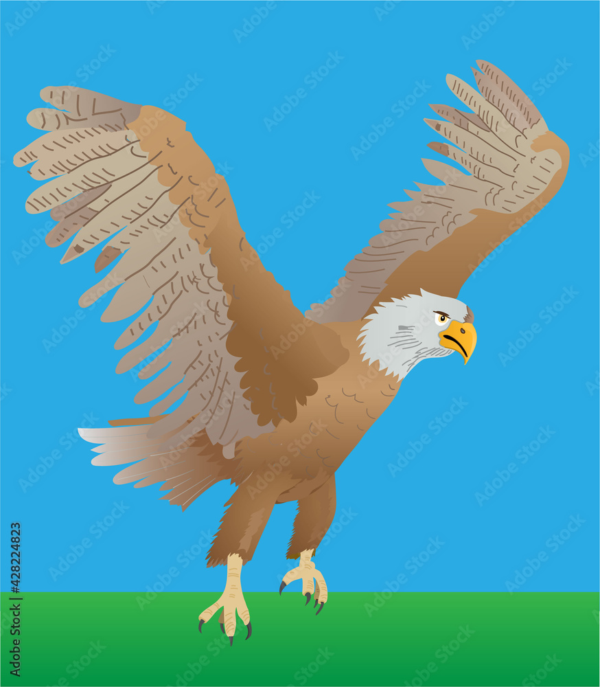The bald eagle landing to catch prey. Vector illustration isolated ...