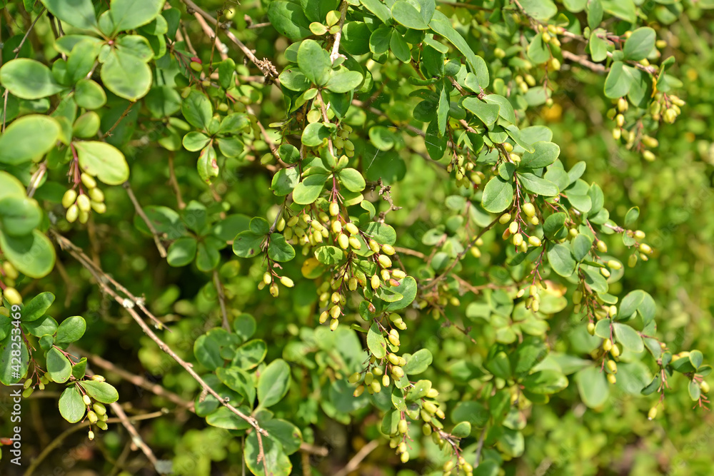 Branches with Canadian barbaris fruits (Berberis canadensis Mill ...
