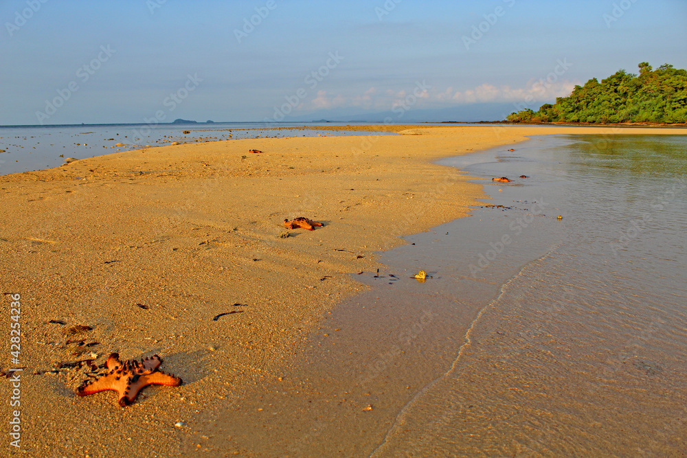 Starfish On Sandbar At Quezon, Palawan in the Philippines Stock Photo ...