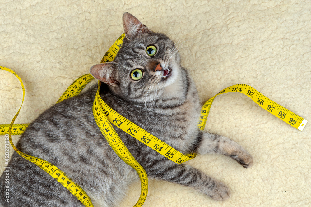 Pet cat playing with a measuring tape Stock-Foto | Adobe Stock