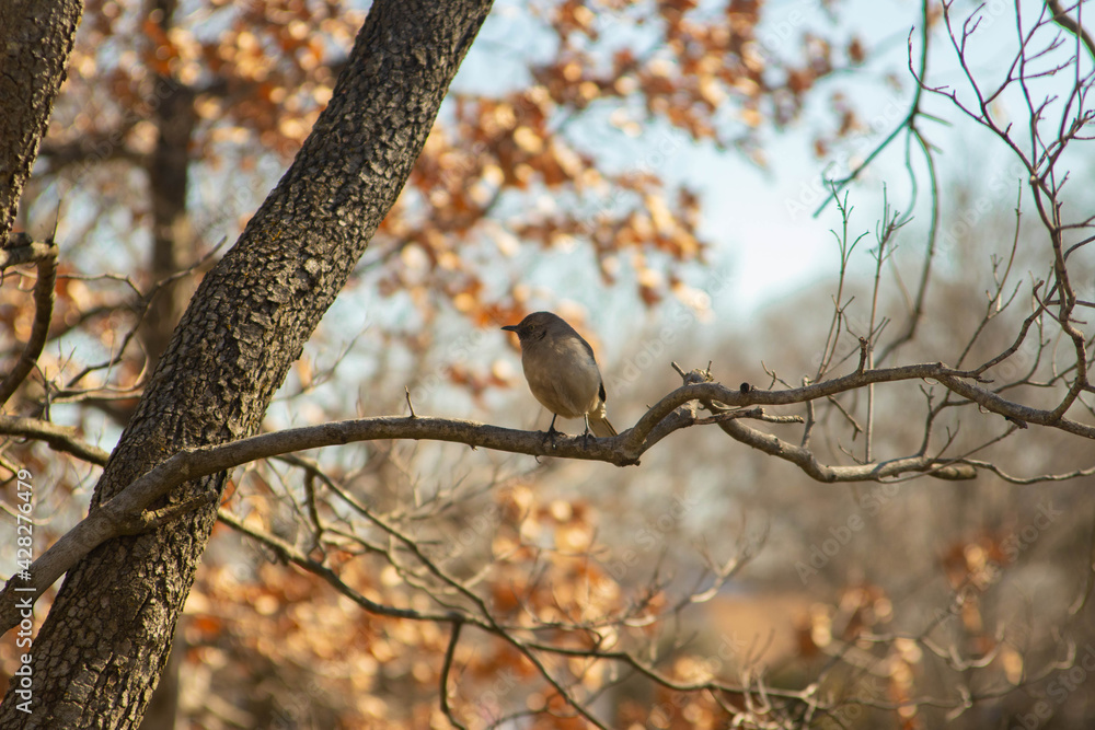 zoomed in small brown bird on branch looking to the left with trees and ...