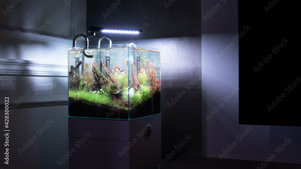 View of Modern aquarium aquascape design in living room. A beautiful ...