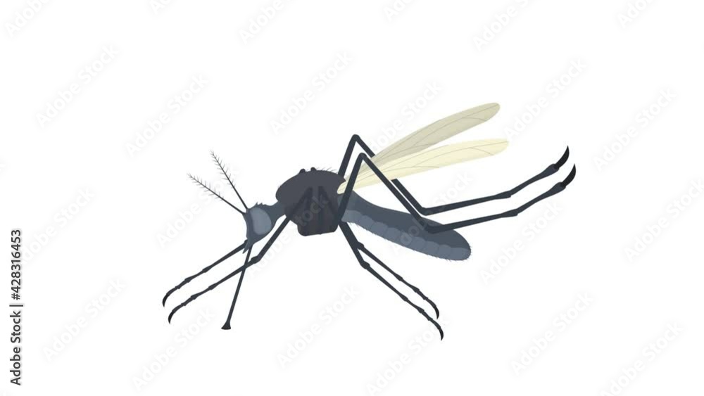 Mosquito. Insect mosquito animation, alpha channel enabled. Cartoon ...