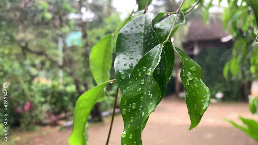 Water Drop On The Leafs Of Banyan Tree. Beauty in nature Stock ビデオ ...