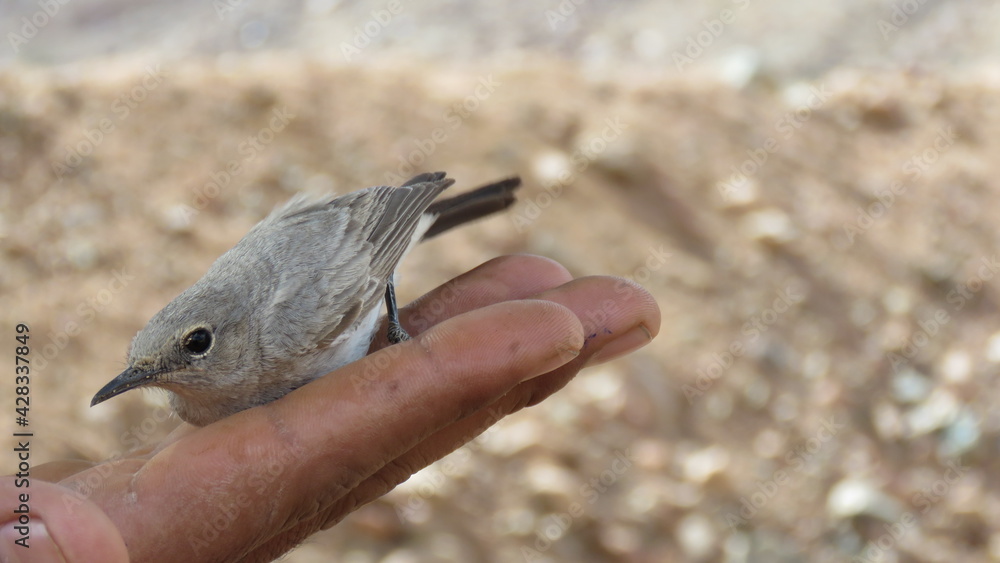 A broken-leg bird stands on male's hands after falling from the top of ...